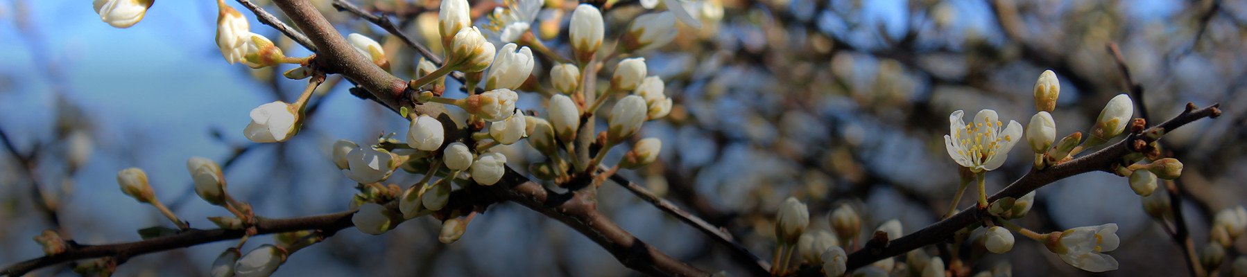 Hjertebanken, uro, rysten, kvalme, søvnproblemer, tankemylder